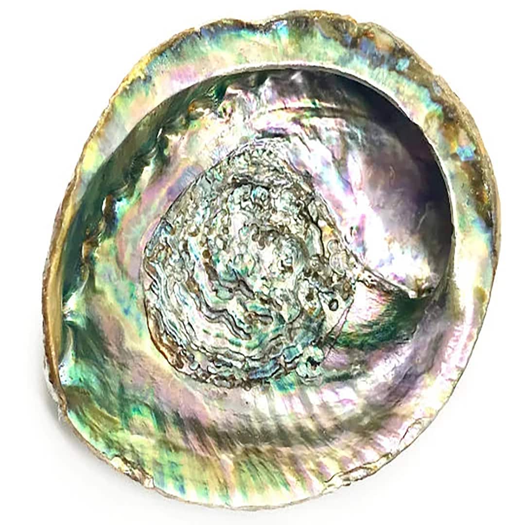 Abalone Shell Large Sea Shell for Sea Witches, Altars, Witchcraft ...