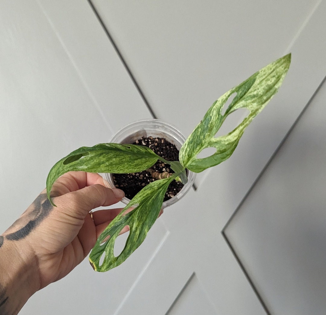 Variegated Adansonii Mint - Etsy