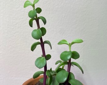 Trailing Elephant Bush - Etsy