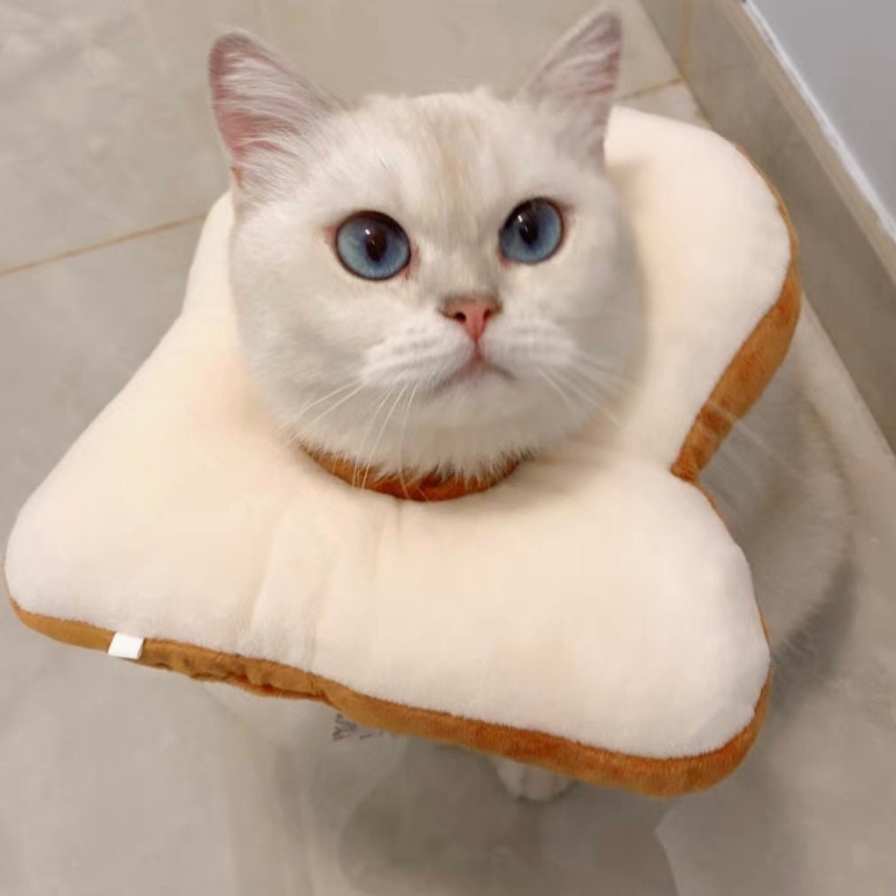 Cats Wearing Toast