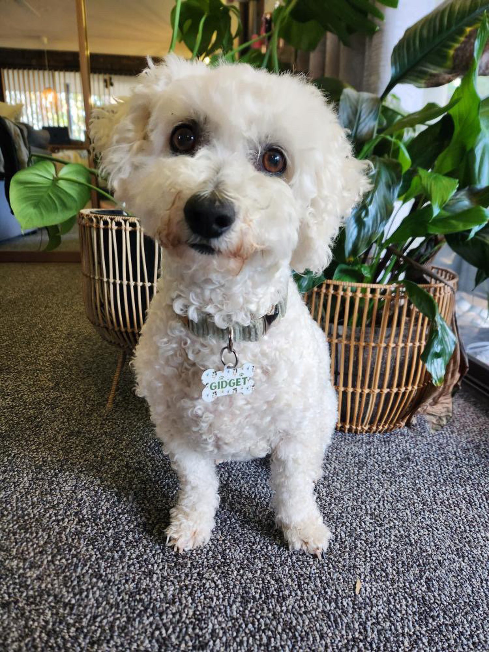 Customised Dog/pet Tag and ID | Free Delivery - Etsy