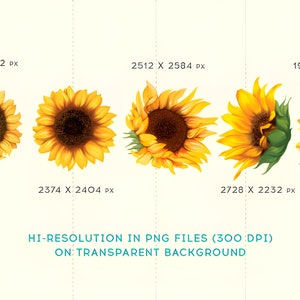 27 Sunflower PNG Clipart Bundle, Sunflower Bouquets Watercolor Painting ...