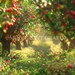 Apple Orchard Digital Backgrounds-backdrops Bundle - Etsy