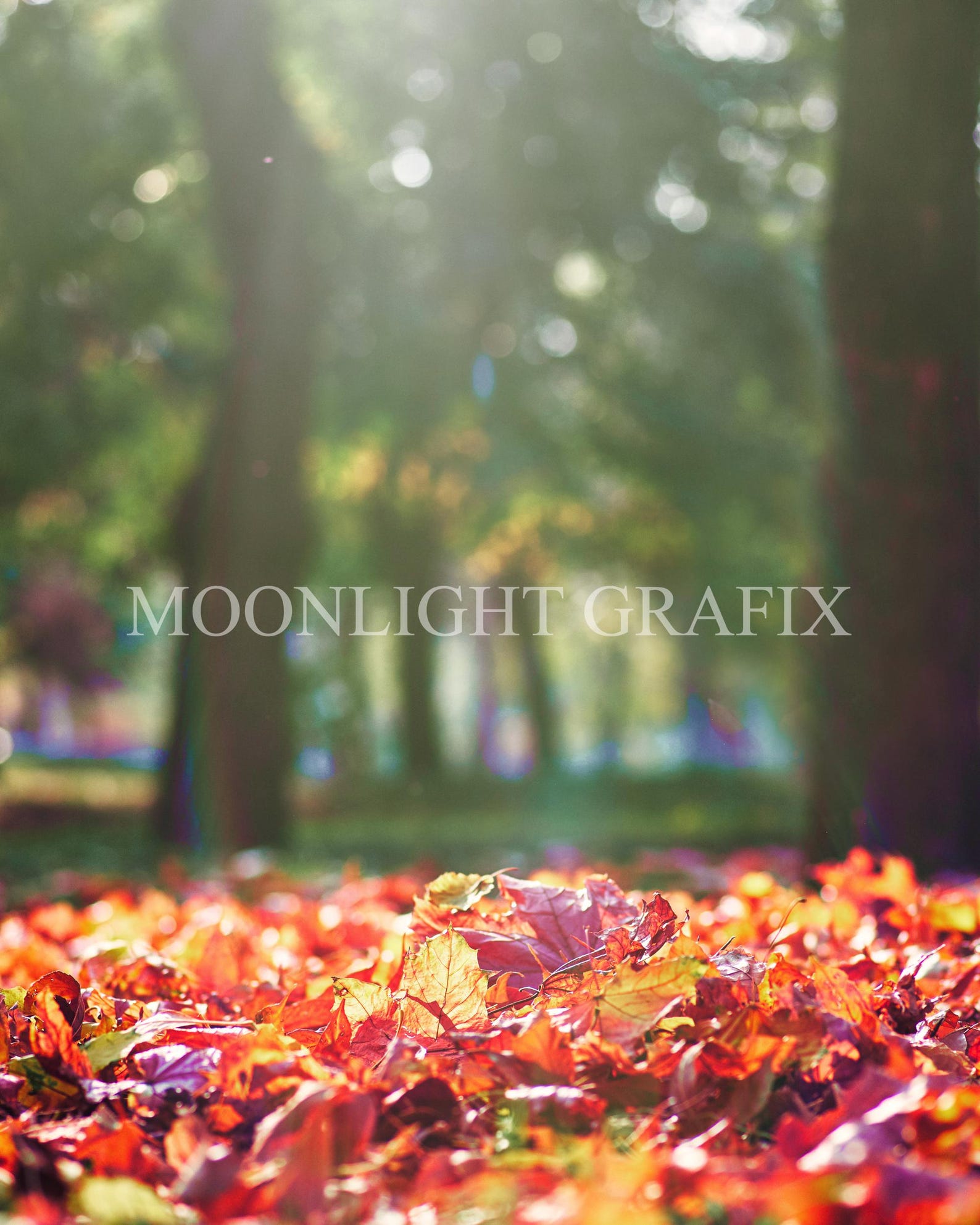 Autumn Digital Backgrounds-backdrops Bundle - Etsy