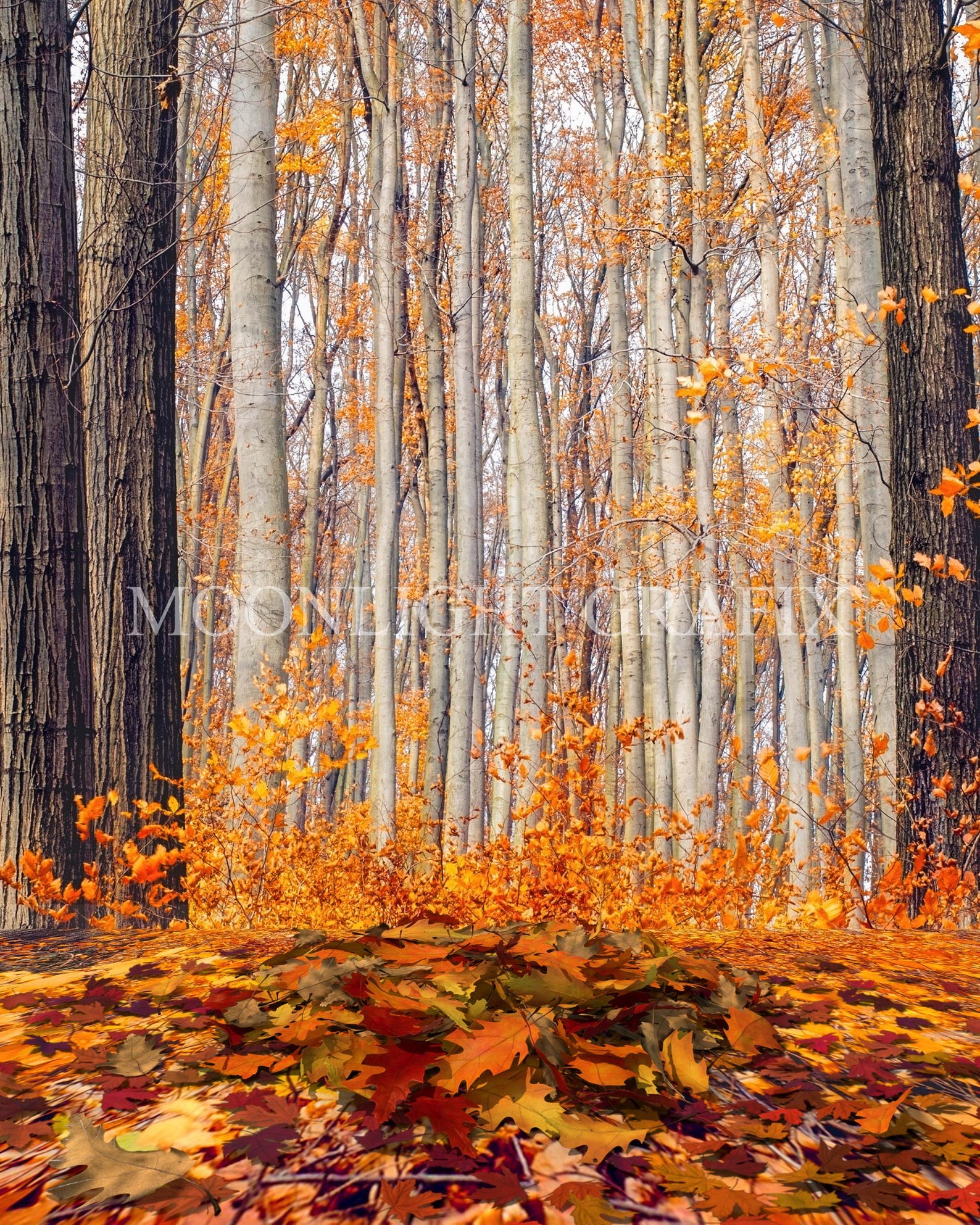 Autumn Digital Backgrounds-backdrops Bundle - Etsy