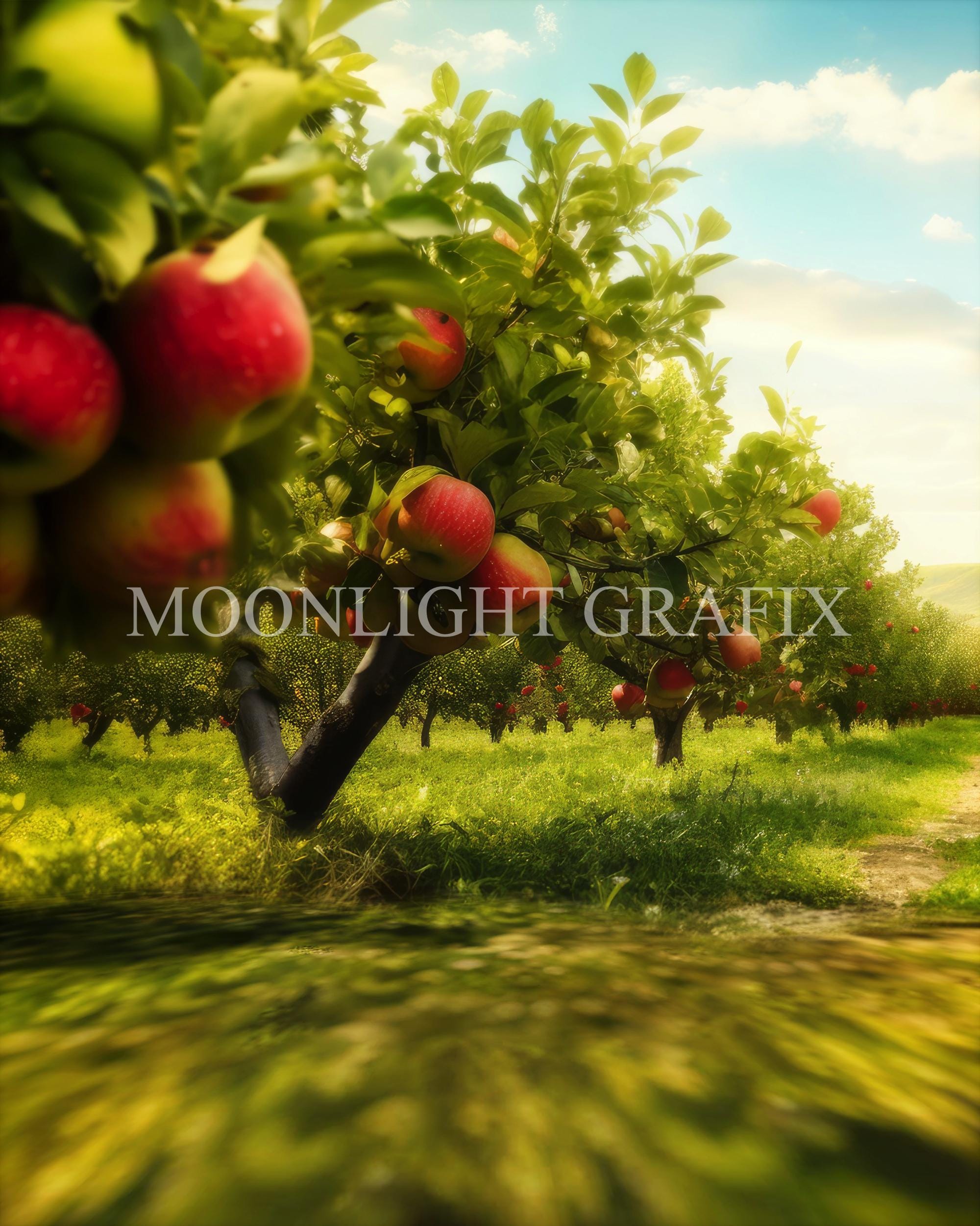 Apple Orchard Digital Backgrounds-backdrops Bundle - Etsy