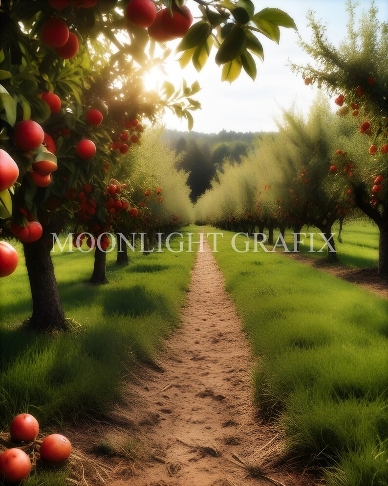 Apple Orchard Digital Backgrounds-backdrops Bundle - Etsy