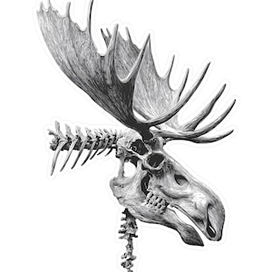 moose skeleton bones