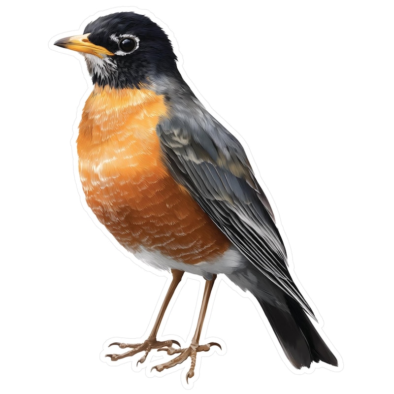 Robin Decal - Etsy