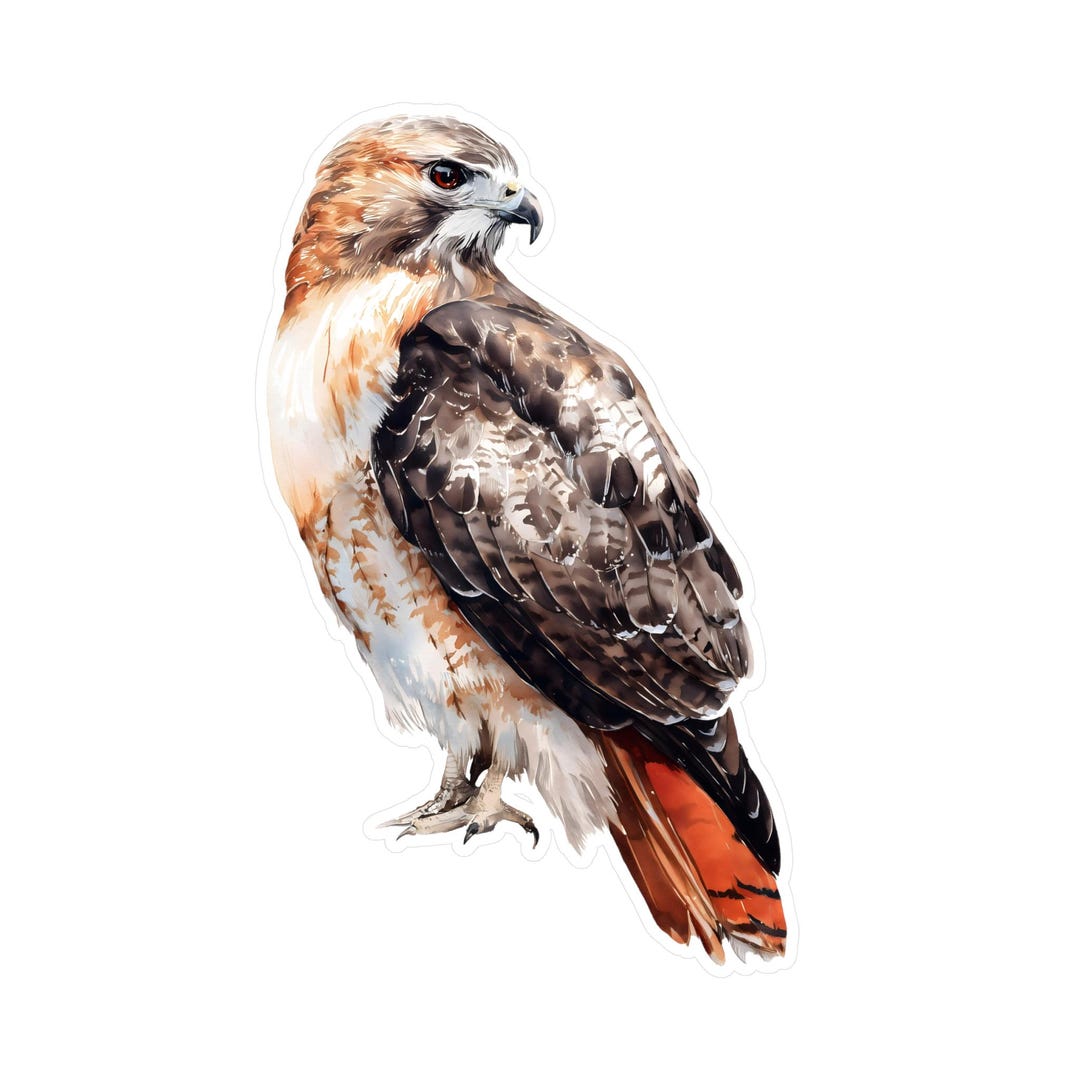 Red Tailed Hawk Decal, Nature Wildlife Sticker - Etsy