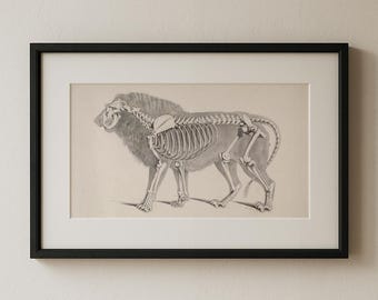 lion skeleton system