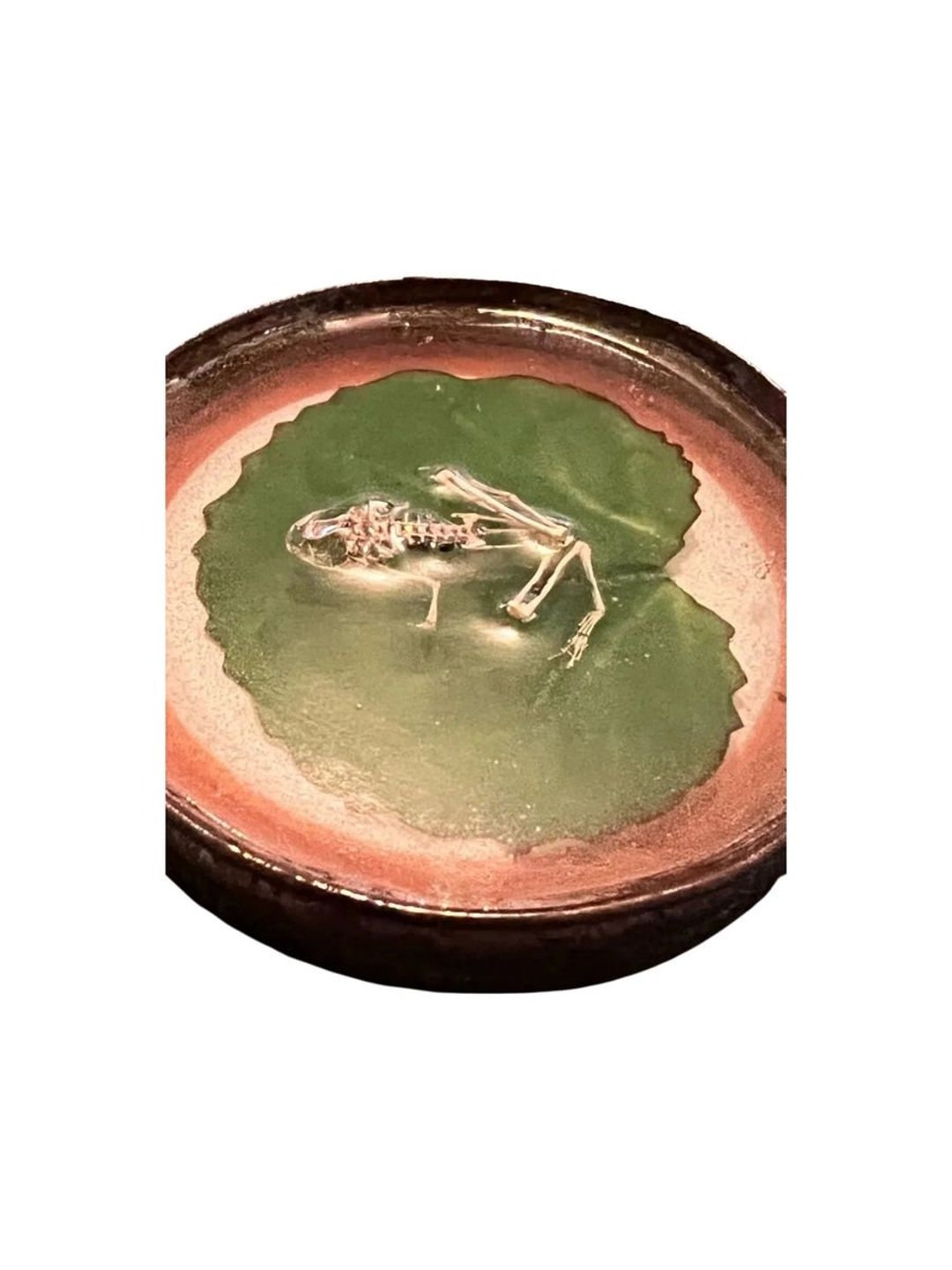 Hand Casted Tree Frog Skeleton in Ball Mason Jar Lid - Etsy