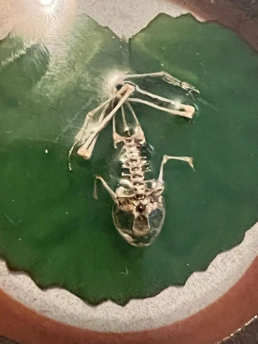 Hand Casted Tree Frog Skeleton in Ball Mason Jar Lid - Etsy