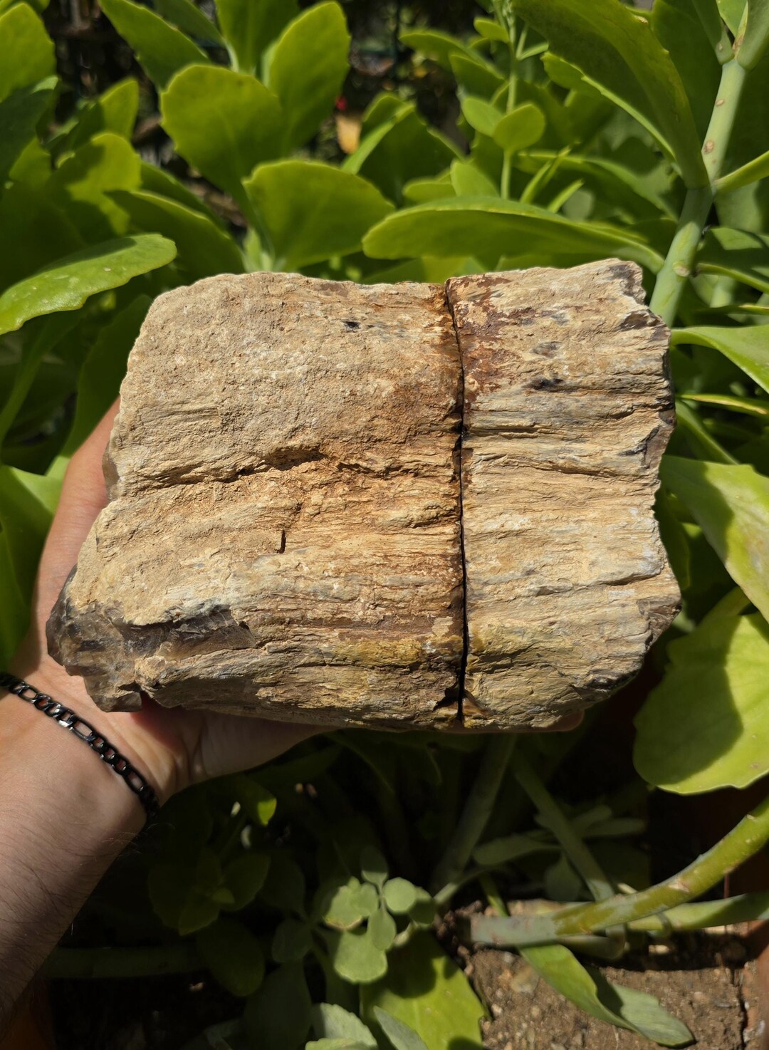 Petrified Wood With Agate Pair Stone, Unique Tree Fossil, Turkish ...