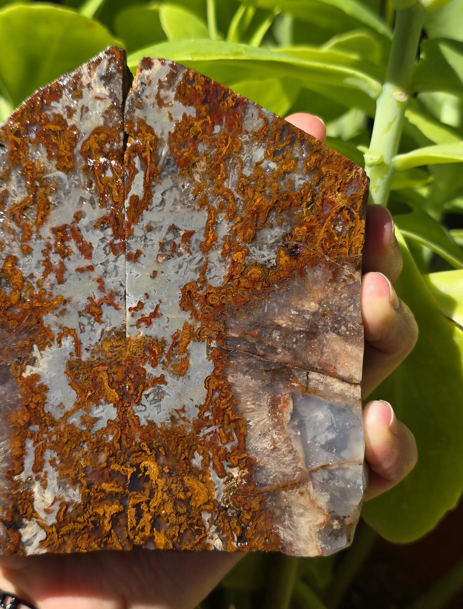 Orange Moss and Plume Agate, Rocks and Mineral, Türkei Achat, Cut and ...