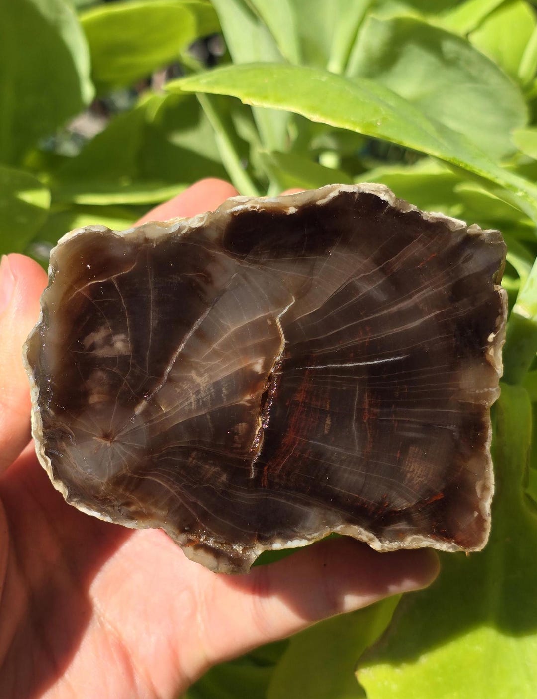 Petrified Wood Stone, Unique Tree Fossil, Turkish Petrified Wood Rock ...