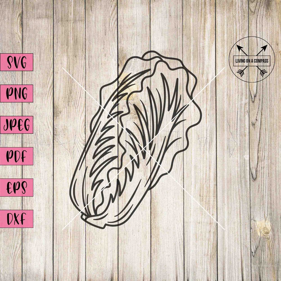 Chinese Cabbage Svg, Vegetable Svg, Veggie Svg, Veggie Clipart, Chinese ...