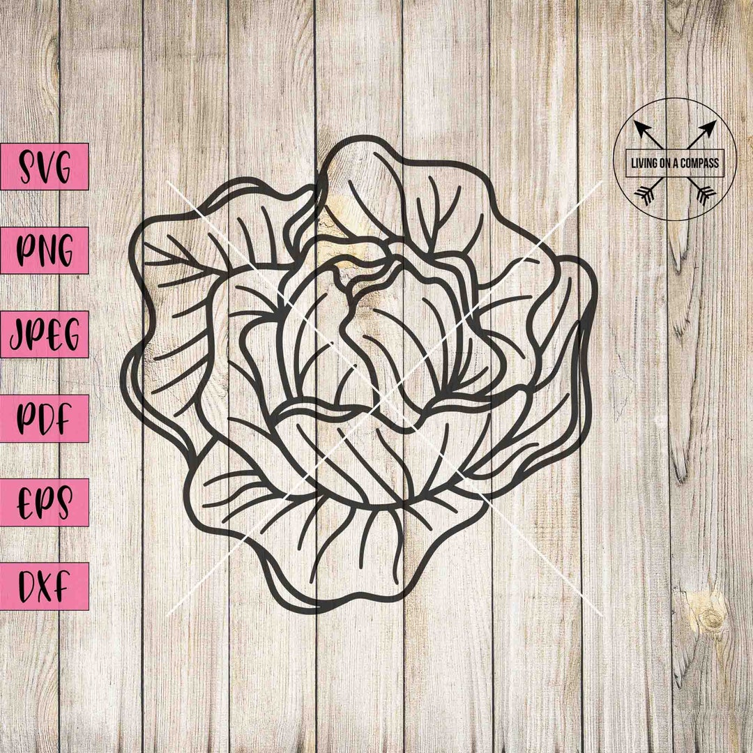 Cabbage Svg, Cabbage Png, Cabbage Vector, Cabbage Clipart, Vegetable ...