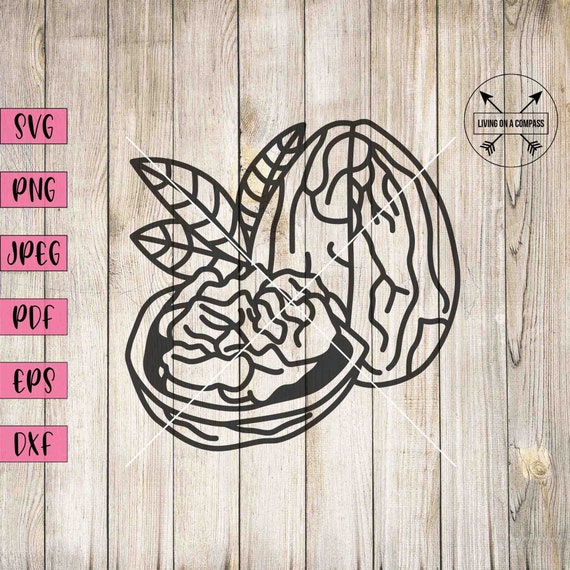 Walnut Svg Nuts Clipart Nuts Gift Nuts Gifts Food Svg - Etsy
