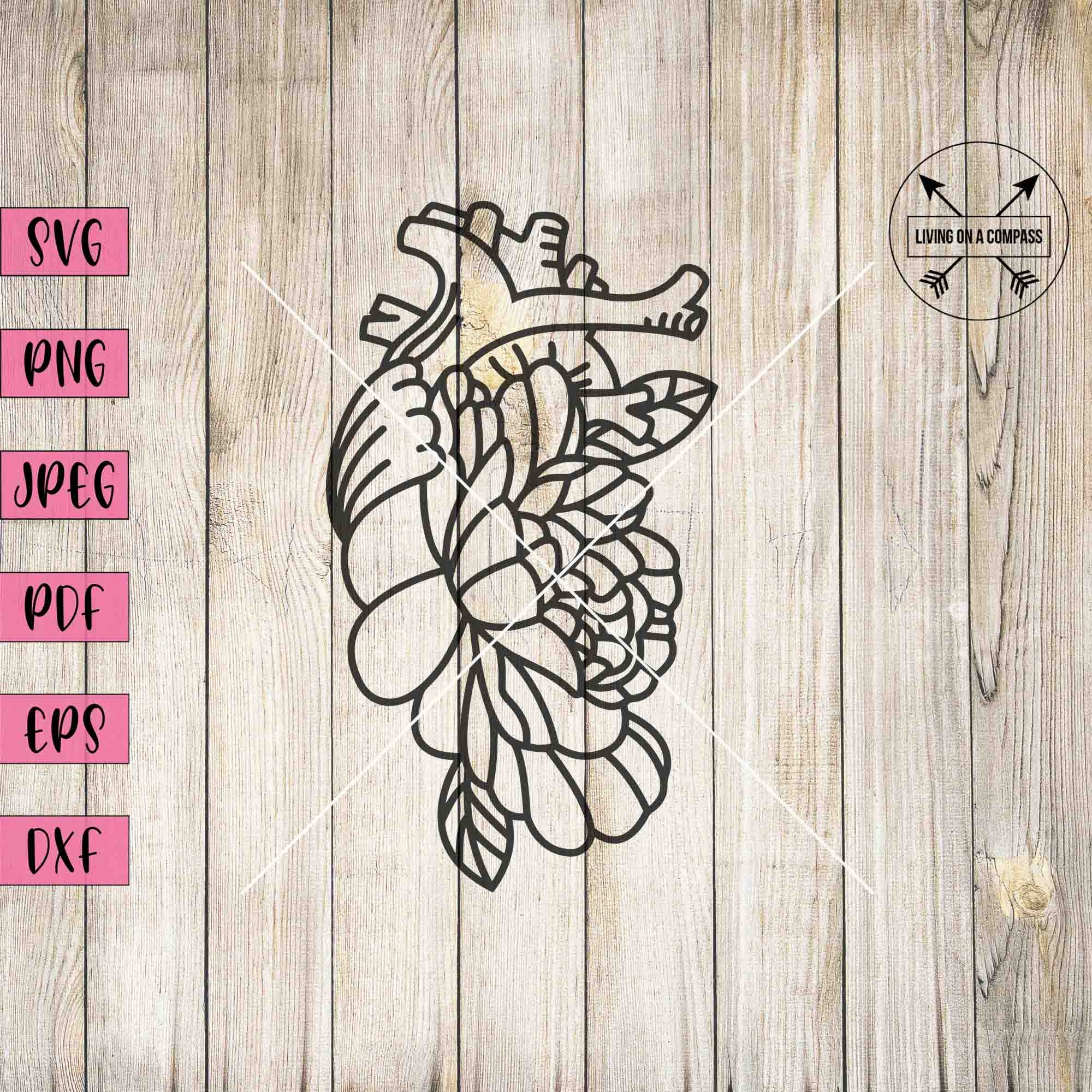 Anatomical Heart Heart Svg Human Heart Clipart Anatomy - Etsy