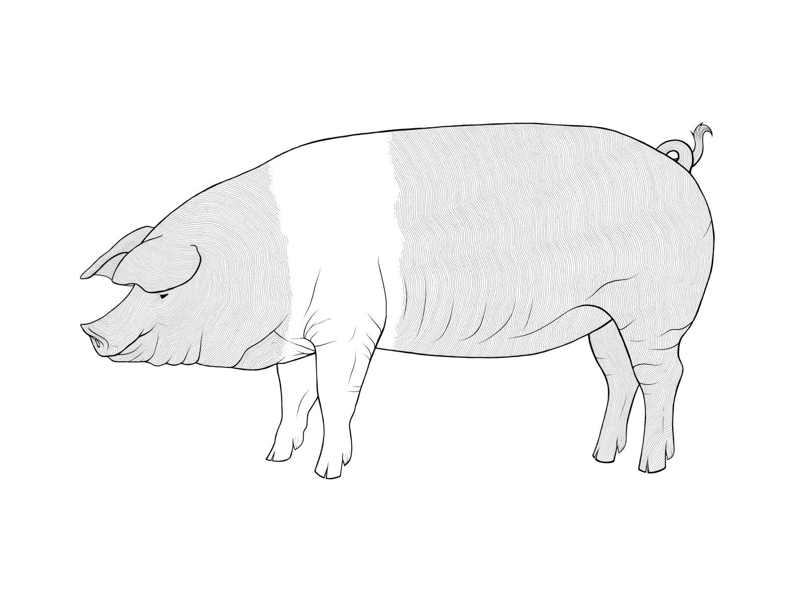 Old-fashioned Vector Pig Illustration—wood-cut Landrace Saddleback Pig ...