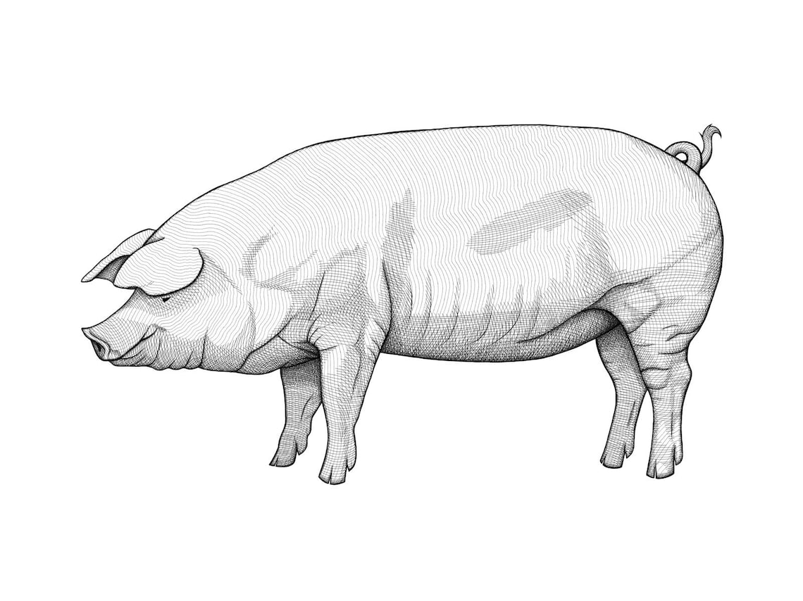 Old-fashioned Vector Pig Illustration—wood-cut Landrace Saddleback Pig ...