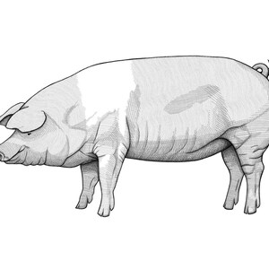 Old-fashioned Vector Pig Illustration—wood-cut Landrace Saddleback Pig ...
