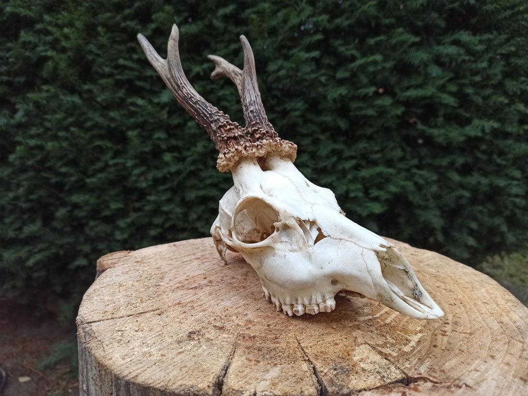 Roe Deer Skull Real European Roe Deer capreolus Capreolus - Etsy