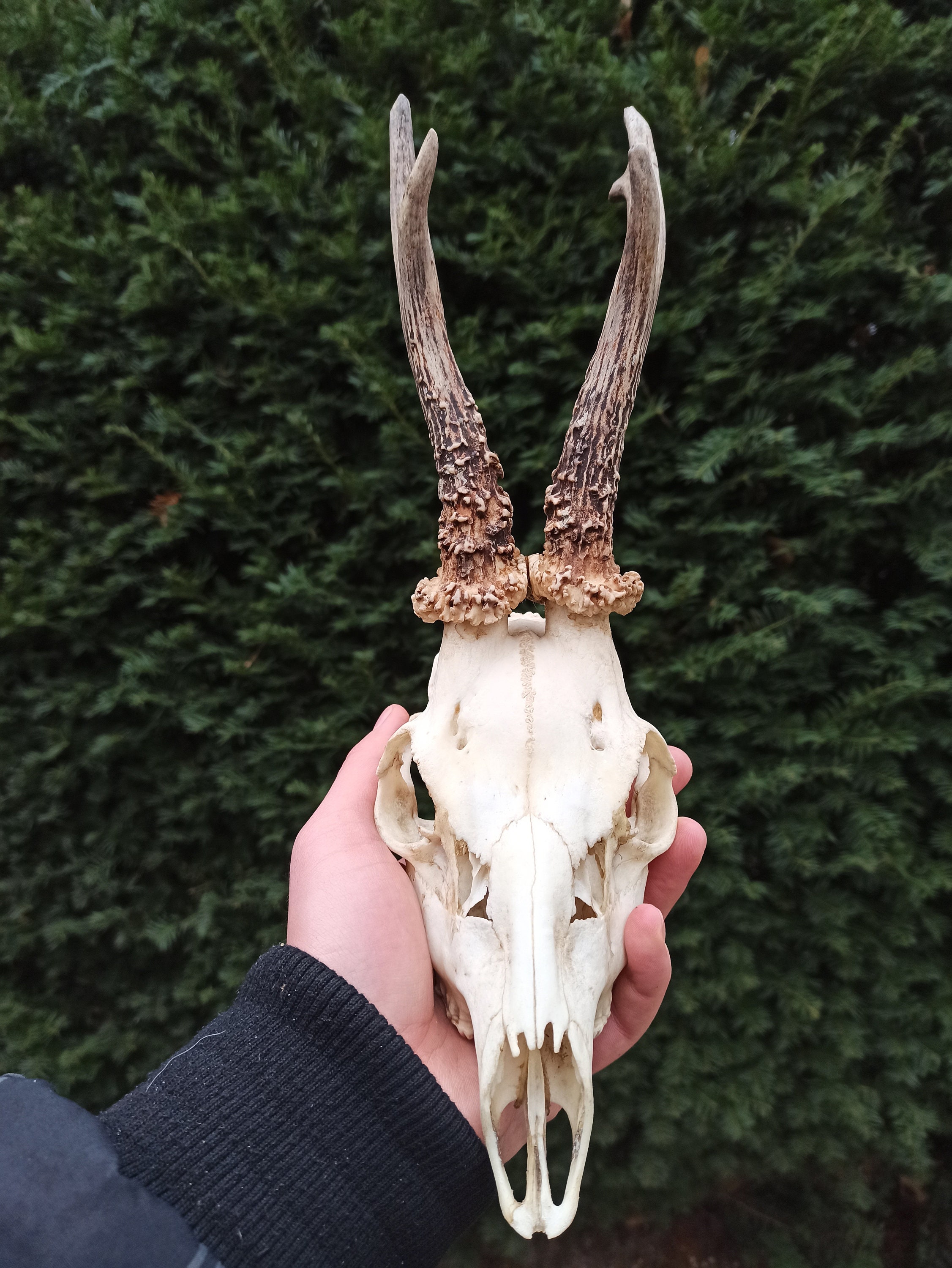 Roe Deer Skull Real European Roe Deer capreolus Capreolus - Etsy