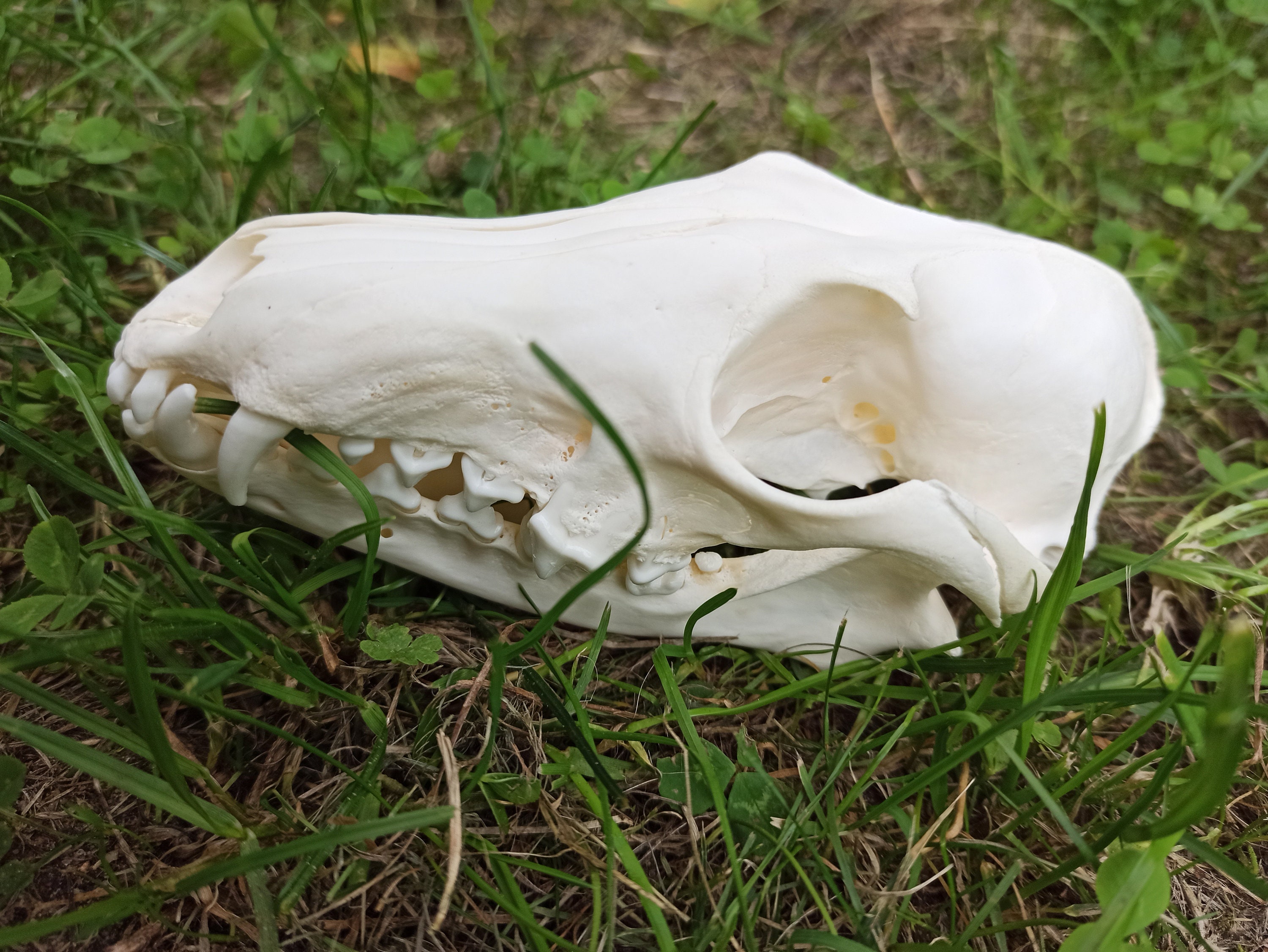 Real Fox Skull Red Fox vulpes Vulpes - Etsy