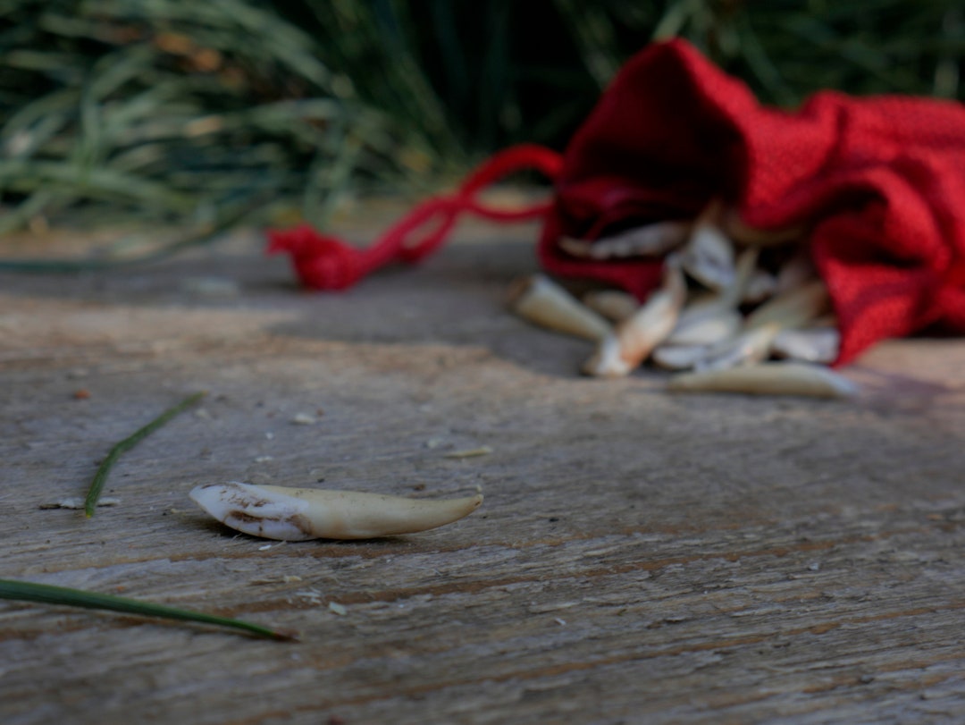 1x Wild Boar Incisor Tooth: A Tribute to Nature's Grit Randomly Chosen ...