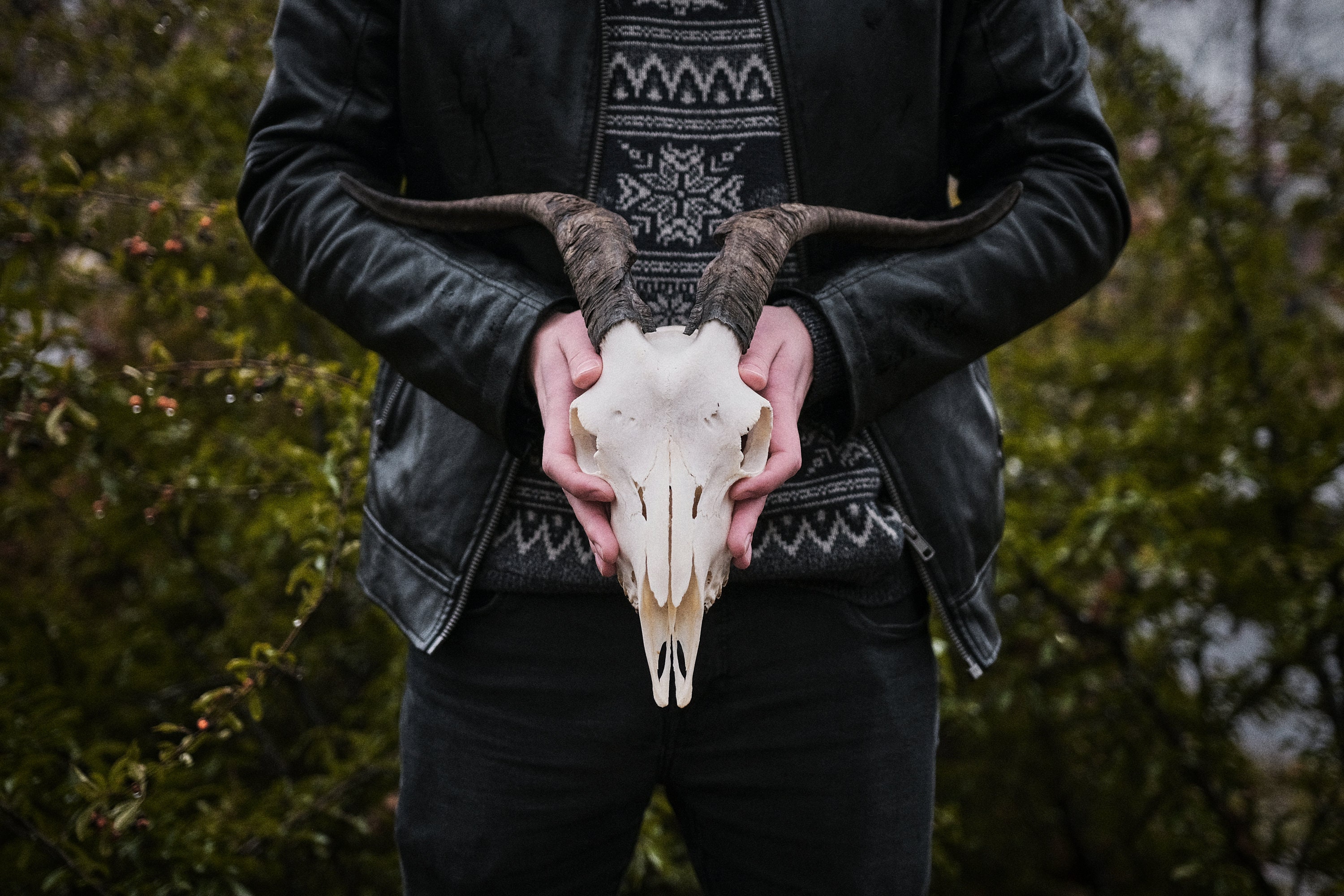 Goat Skull With Horns Real Domestic Goat capra Hircus Skull Decoration ...