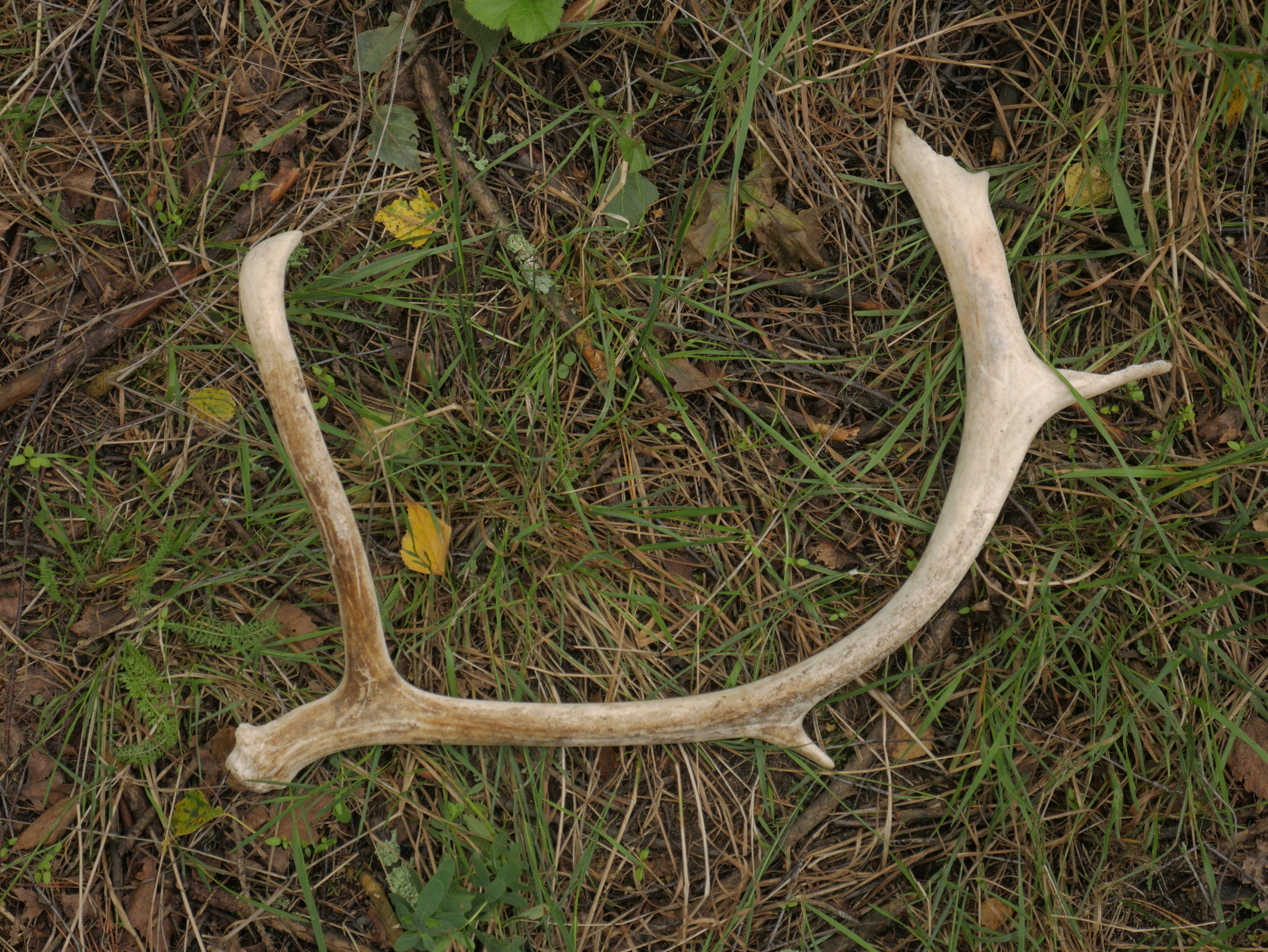 Real Caribou Antlers