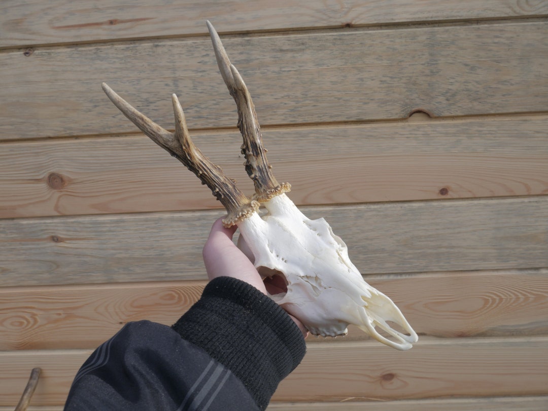 White Roe Deer Skull With a Pair of Antlers Real European Roe Deer ...