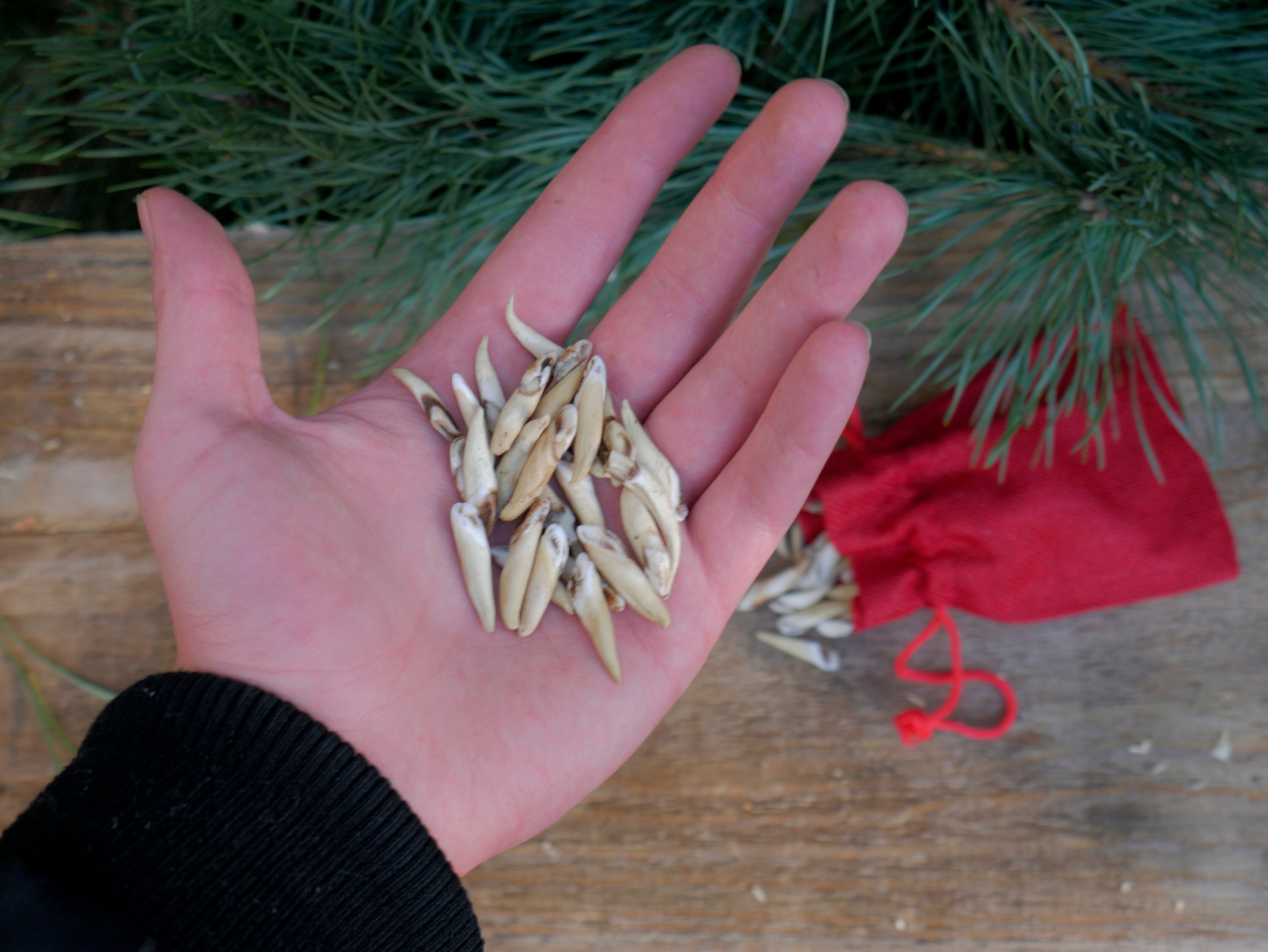 10x Wild Boar Incisor Teeth: A Tribute to Nature's Grit Randomly Chosen ...