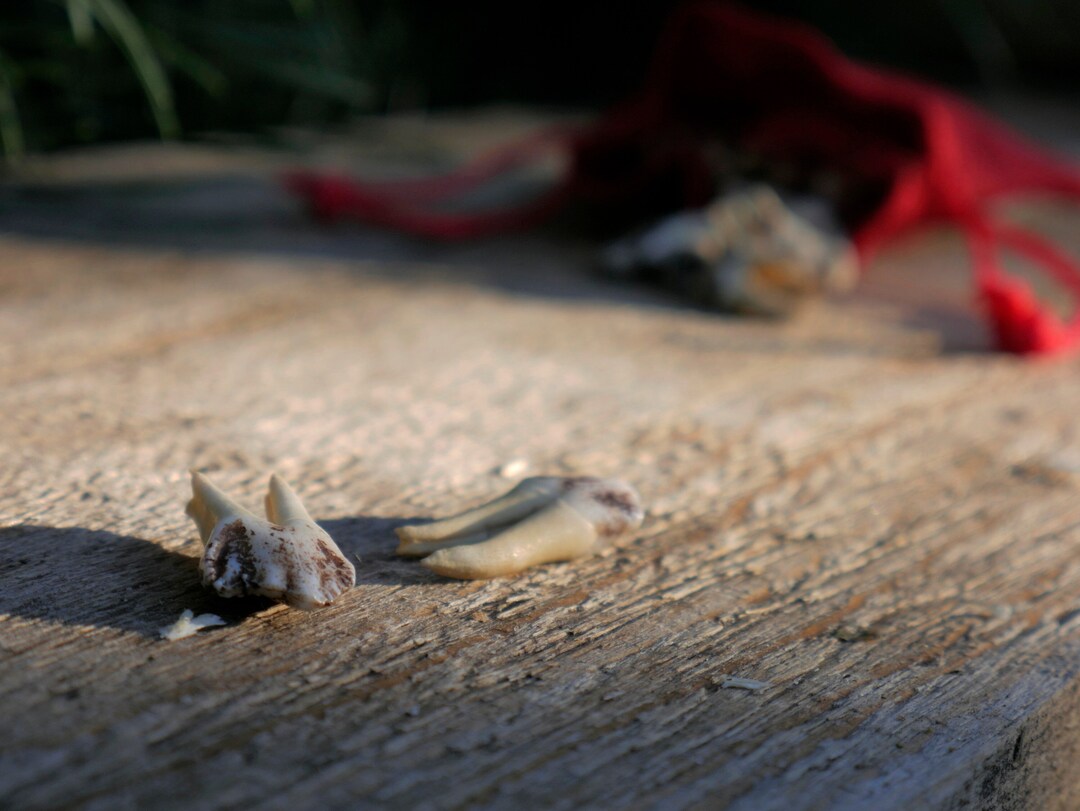 2x Wild Boar Molar Teeth: A Natural Bounty Randomly Chosen, Quantity ...