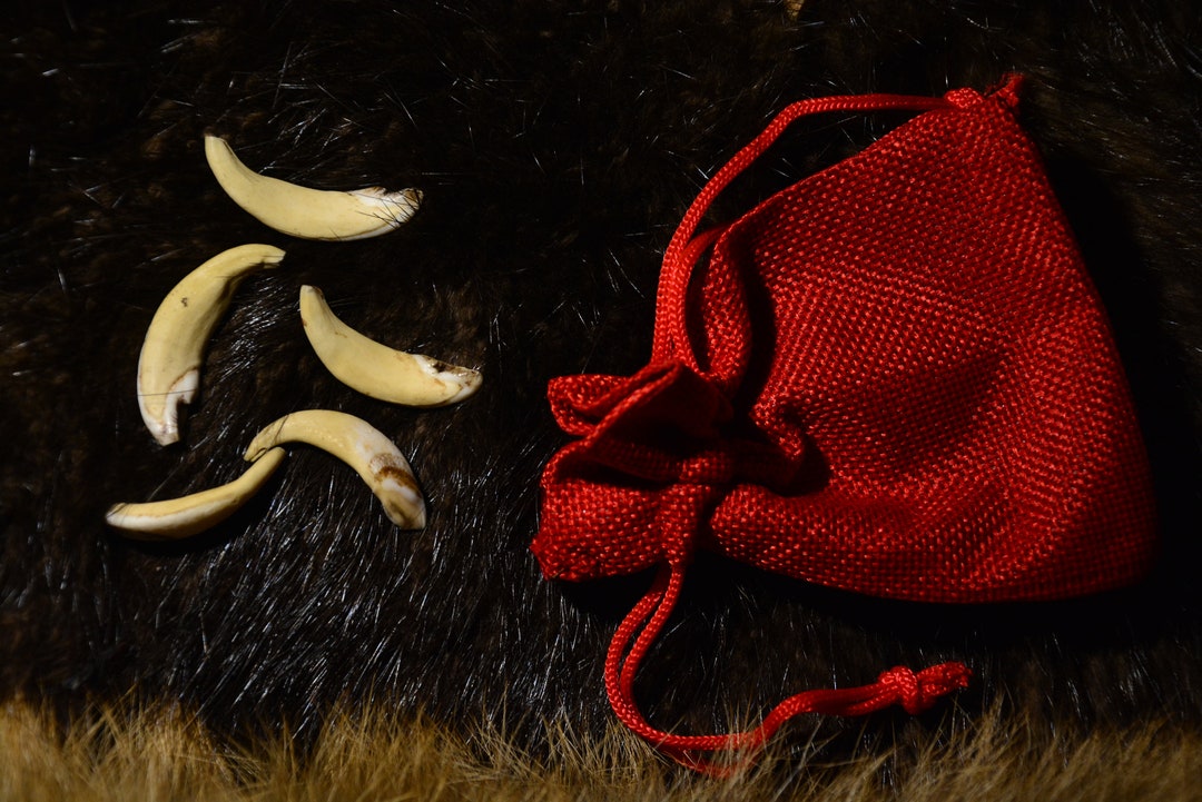 5x Wild Boar Teeth : Half-moon Artistry for Unique Crafts - Etsy