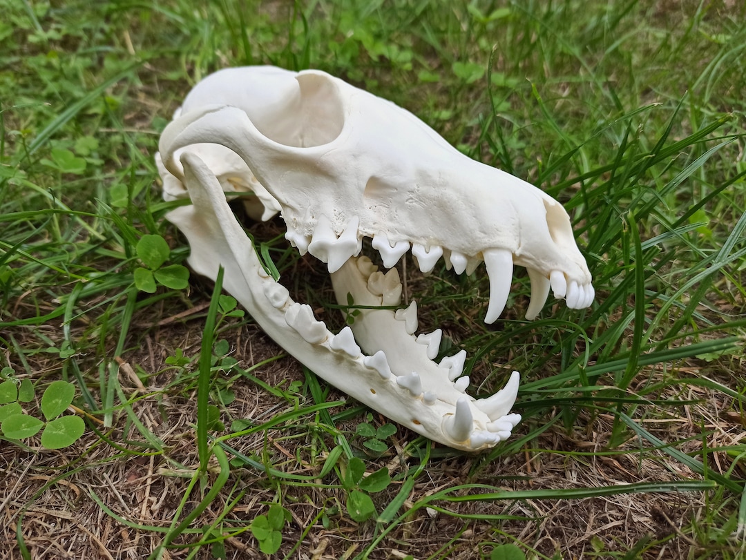 Real Fox Skull Red Fox vulpes Vulpes - Etsy