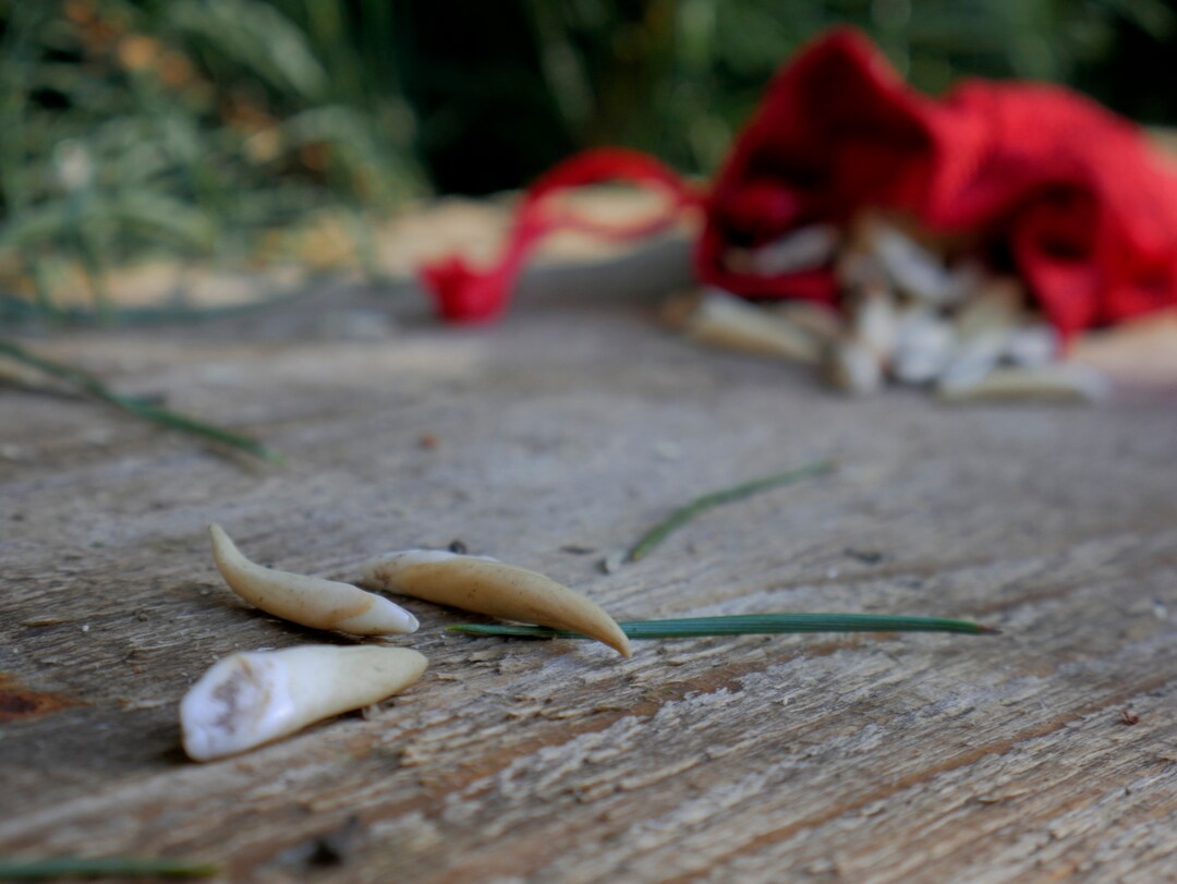 3x Wild Boar Incisor Teeth: A Tribute to Nature's Grit Randomly Chosen ...