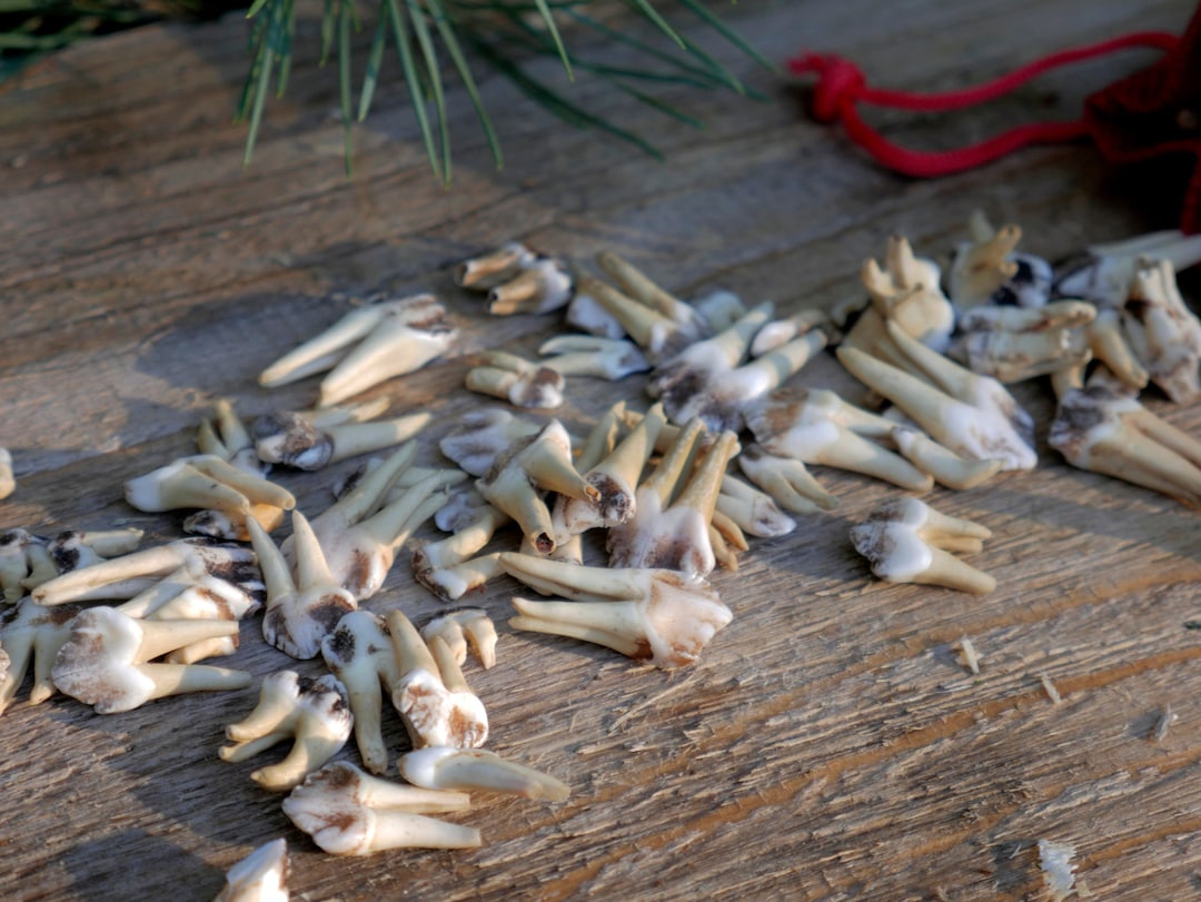 50x Wild Boar Molar Teeth: A Natural Bounty Randomly Chosen, Quantity ...