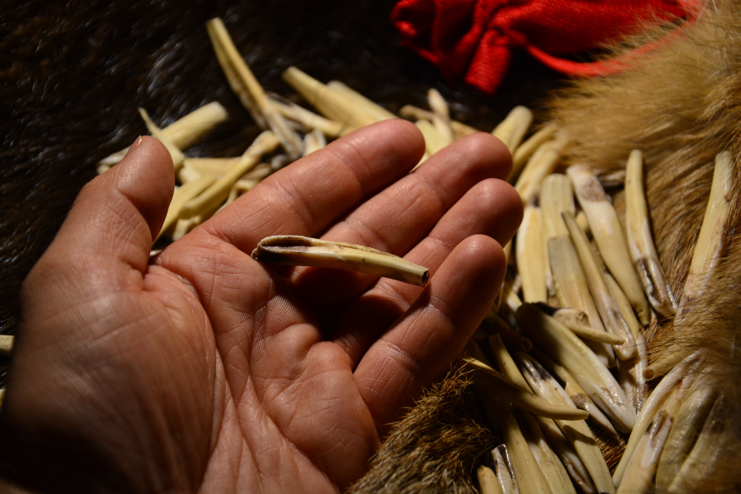 2x Wild Boar Teeth Wild Essence Collection: Naturally - Etsy