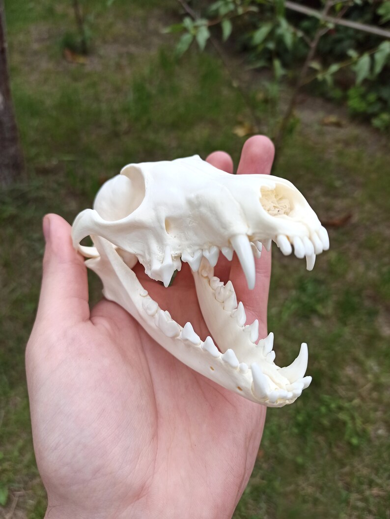 Real Fox Skull Red Fox vulpes Vulpes - Etsy
