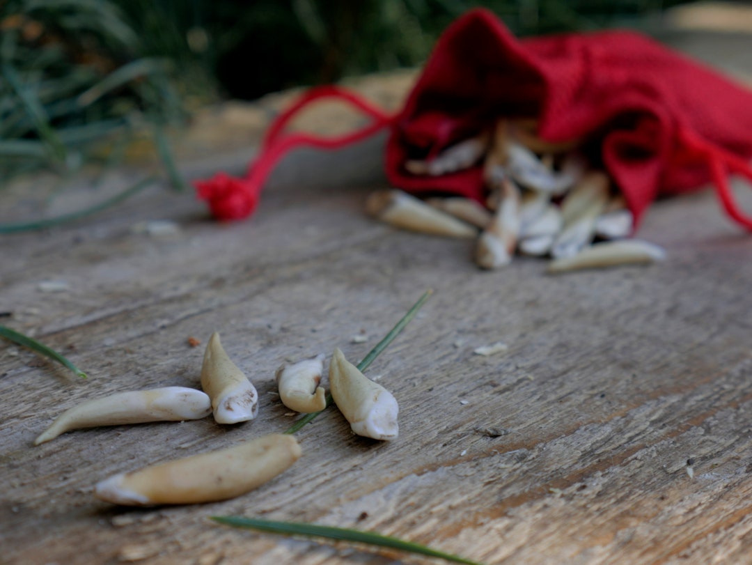 5x Wild Boar Incisor Teeth: A Tribute to Nature's Grit Randomly Chosen ...