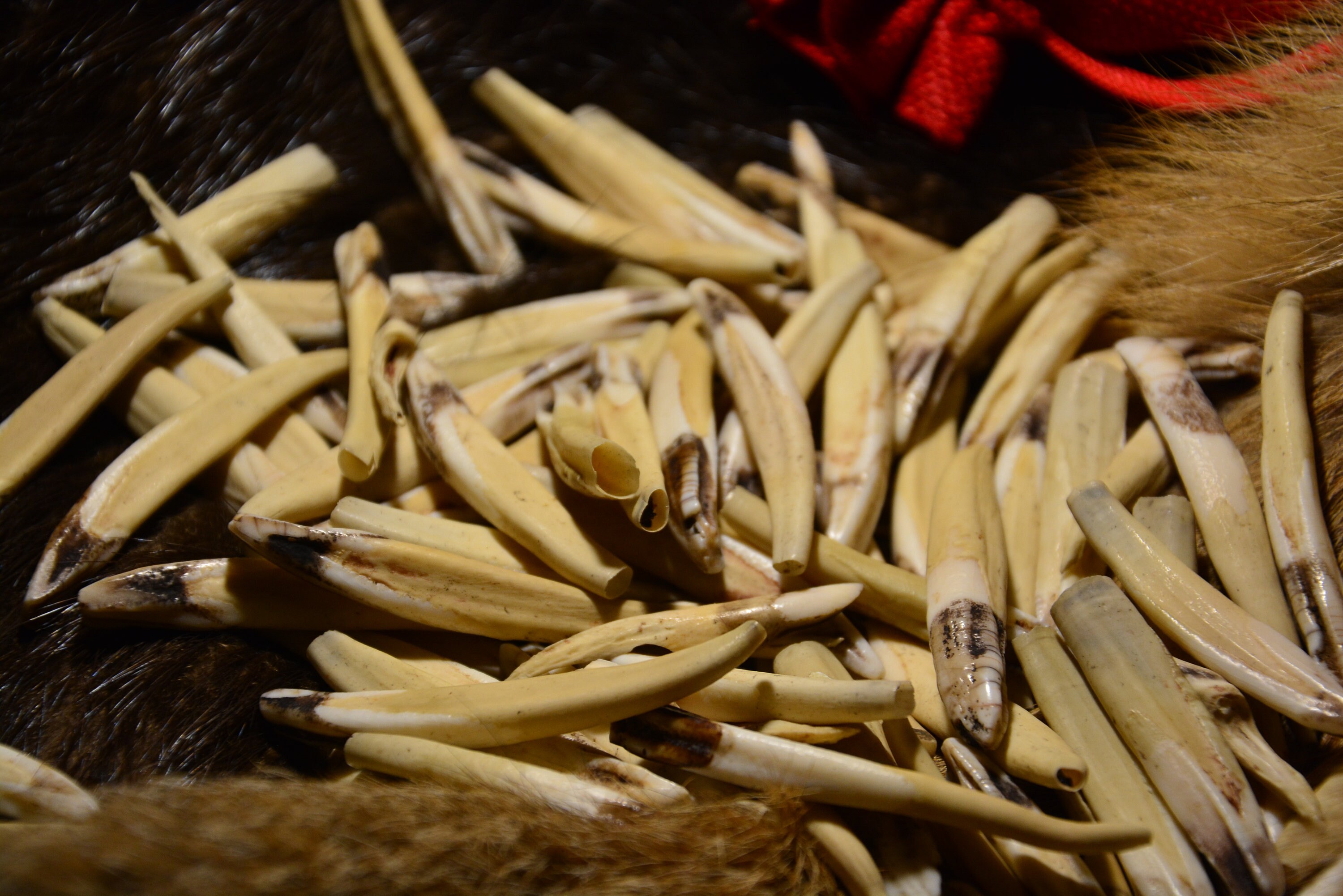 2x Wild Boar Teeth Wild Essence Collection: Naturally - Etsy