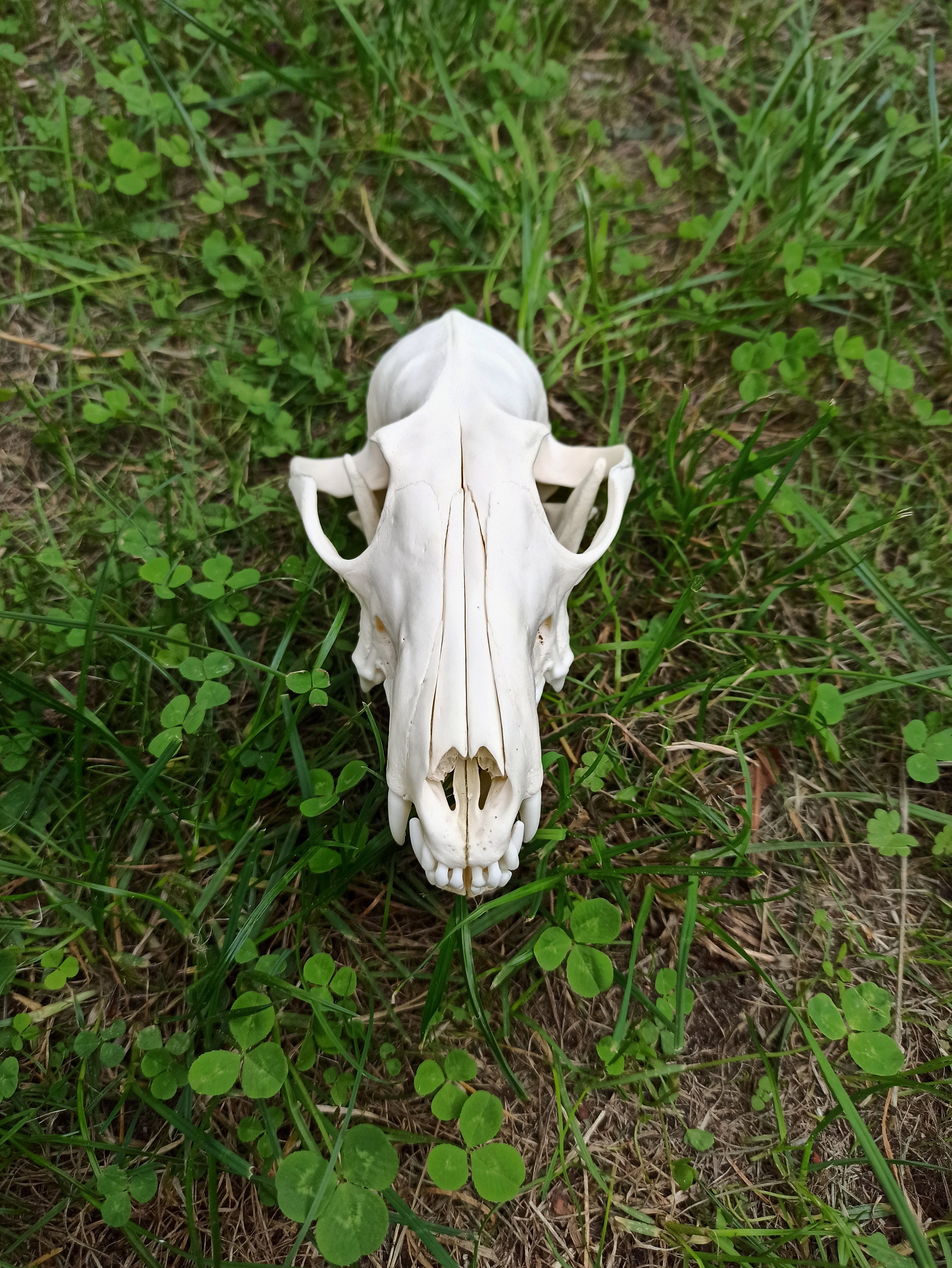 Real Fox Skull Red Fox vulpes Vulpes - Etsy