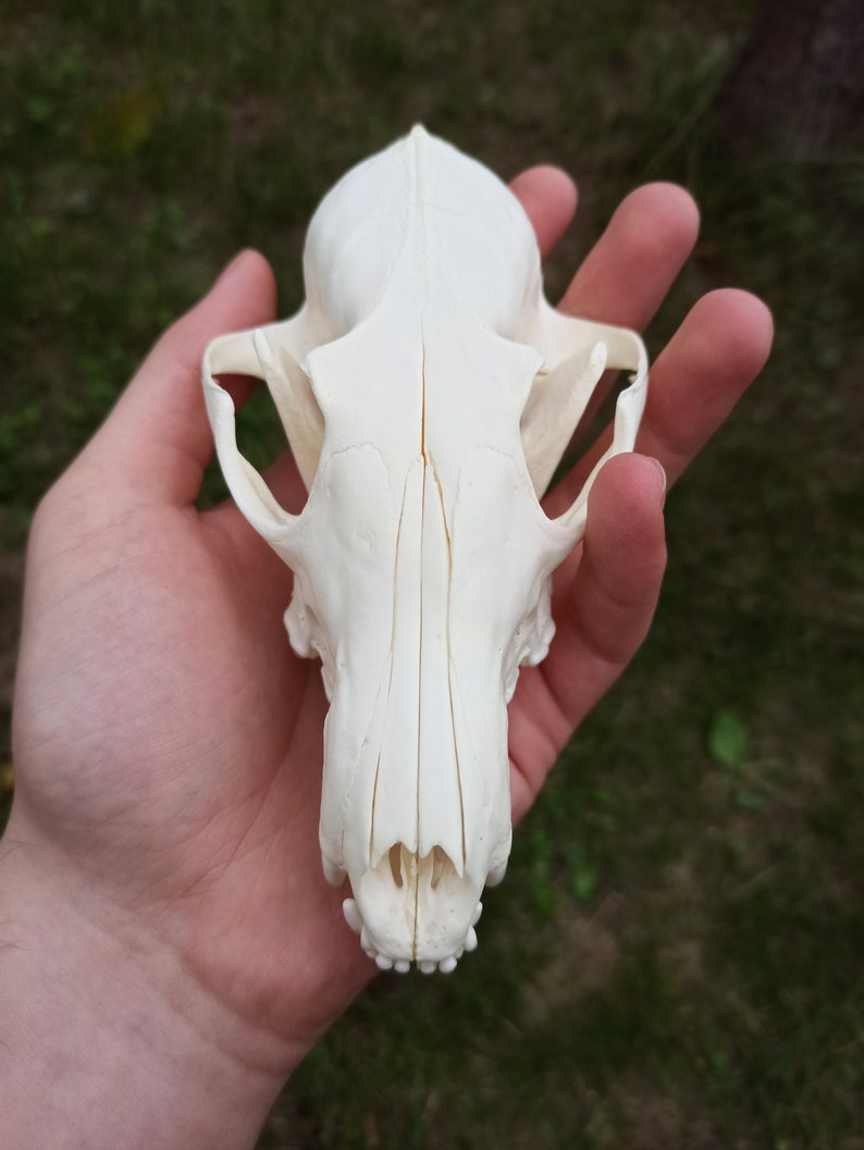 Real Fox Skull Red Fox vulpes Vulpes - Etsy