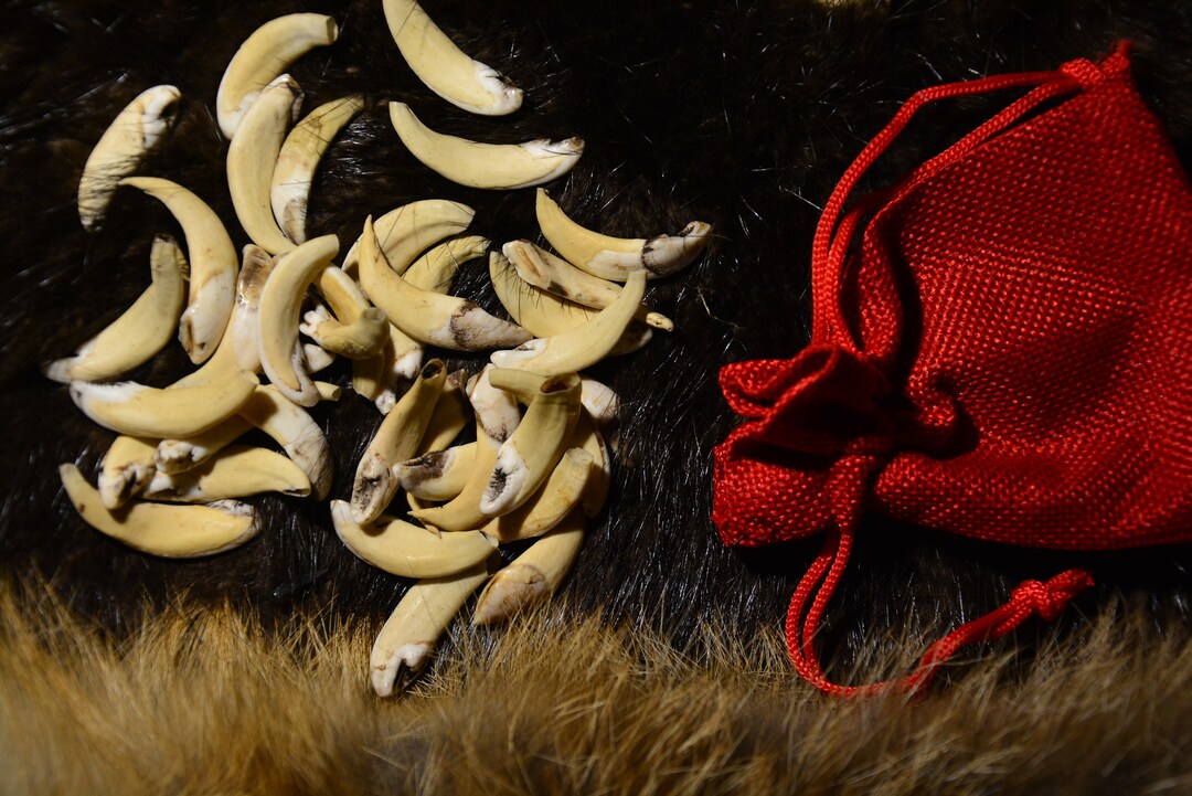 50x Wild Boar Teeth : Half-moon Artistry for Unique Crafts - Etsy