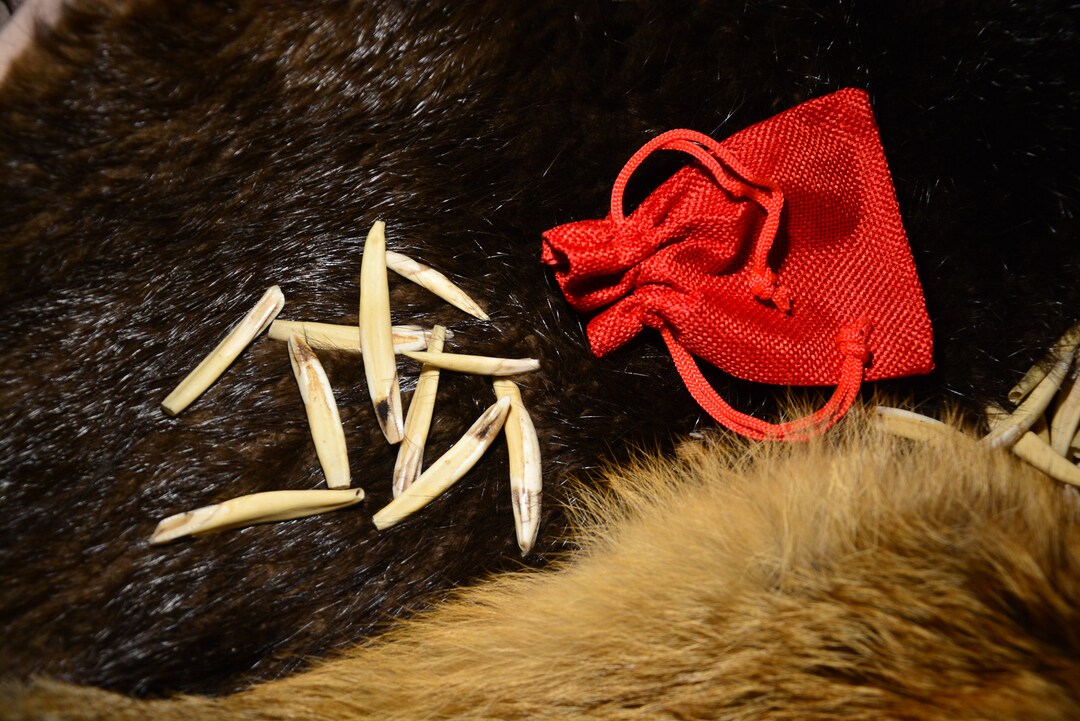 10x Wild Boar Teeth Wild Essence Collection: Naturally - Etsy