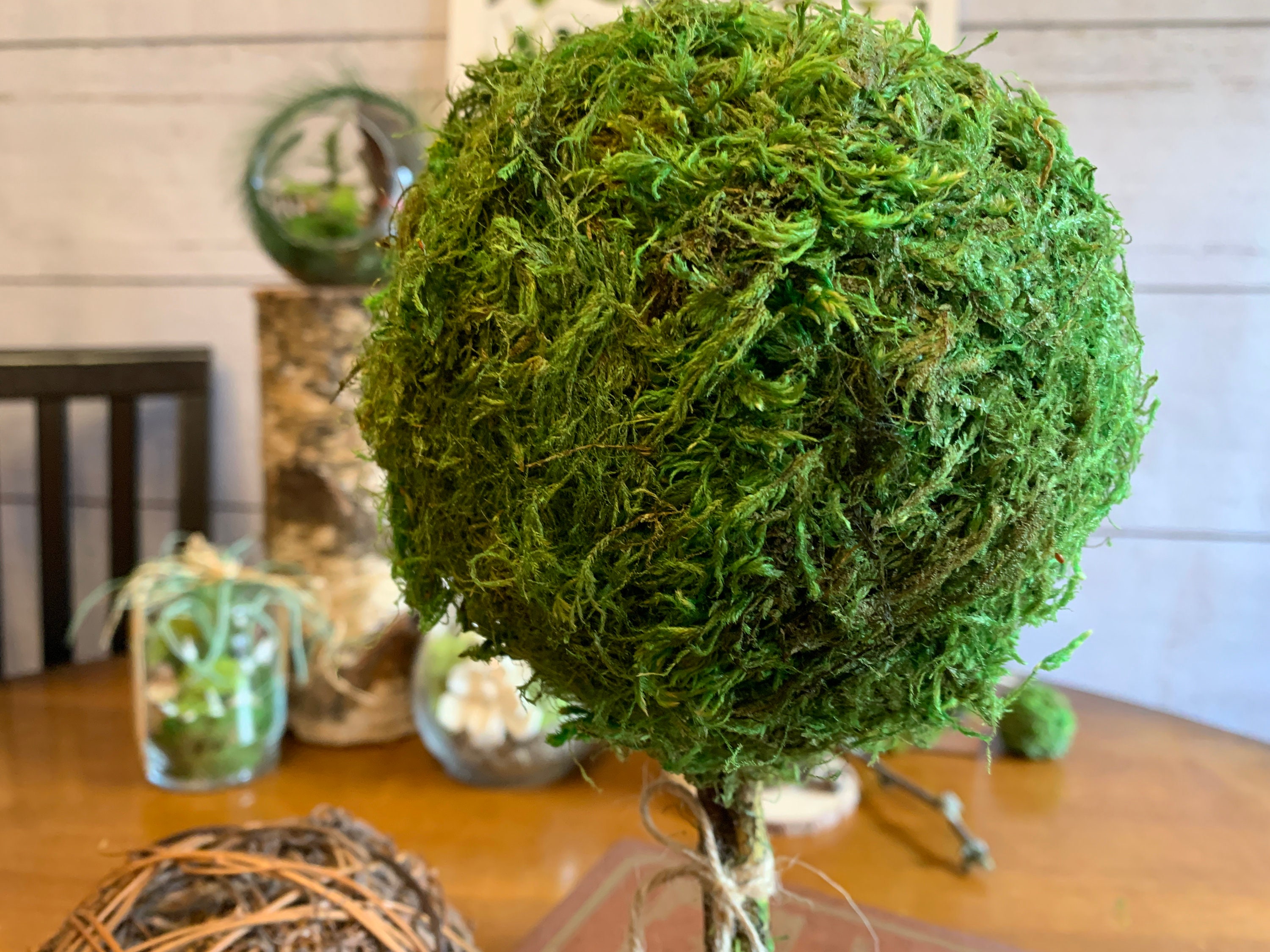 Preserved Moss Centerpiece Gift Office Maintenance Free Greenery to ...