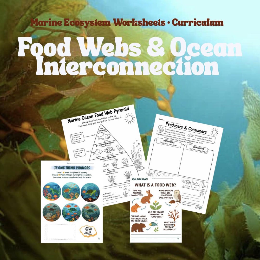 Ocean Food Web Worksheets | Marine Ecosystem & Food Chain Activities ...